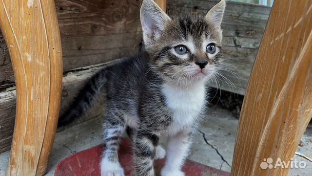 Котенок (девочка)