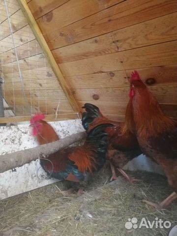 Петухи породы Кучинские Юбилейные 5,5 месяцев