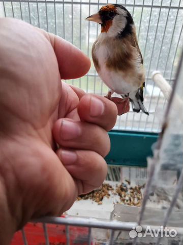 Щегол сибирский ручной