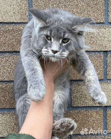 Кот голубой тикированный