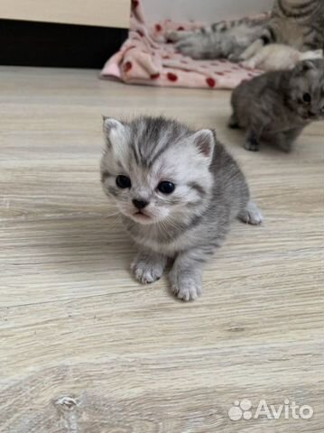 Шотландские вислоухие и прямоухие котята