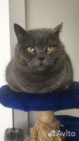 Кот британец, бесплатно