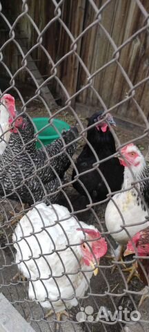 Куры молодки несушки
