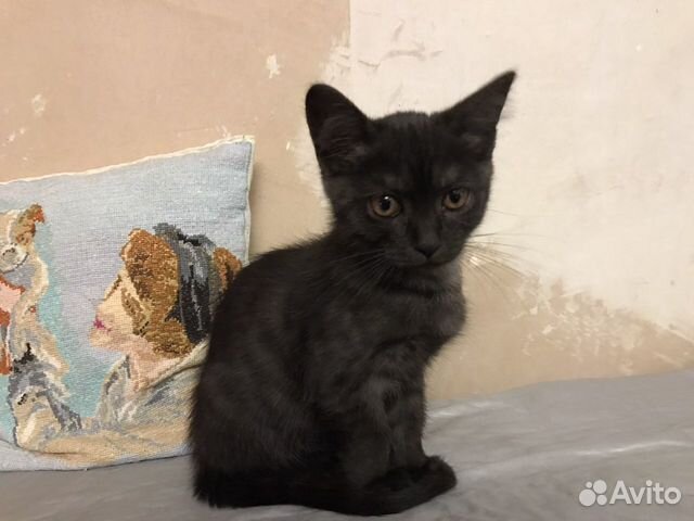 Котенок девочка в добрые руки