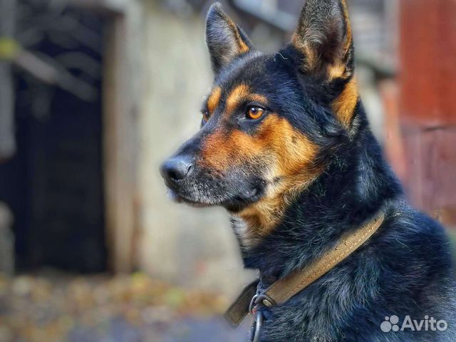 Немецкая овчарка в добрые руки