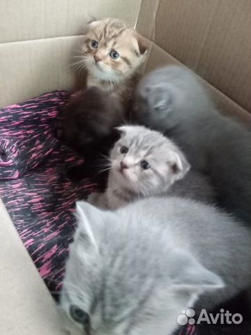 Шотландская вислоухая кошка