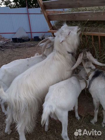 Козел козлы