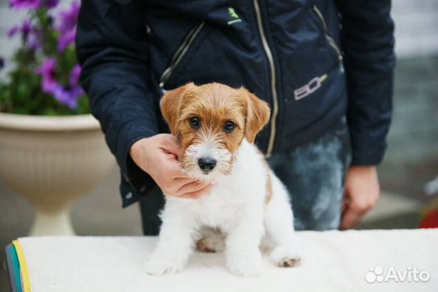 Щенки Джек Рассел Терьер