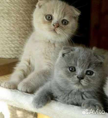 Шотландская