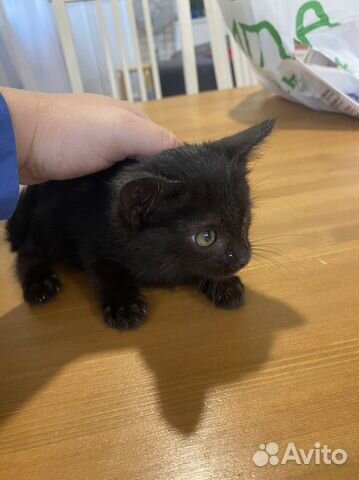 Котеночек ищет дом