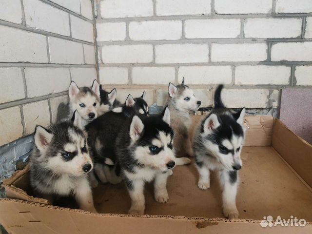 Щенки хаски