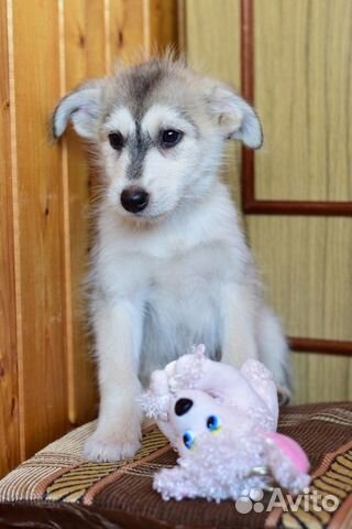 Щенок Моника ищет дом