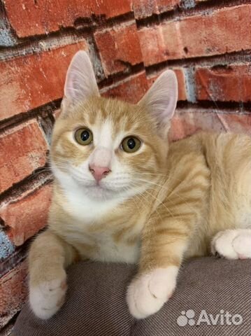 Котенок Оскар 3,5 мес