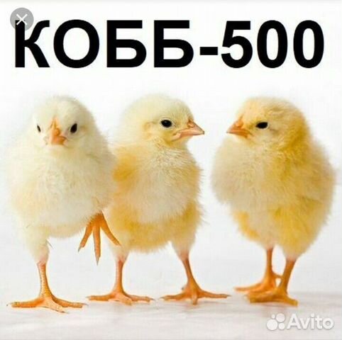Купить инкубационное яйцо кобб500, росс308, Чехия