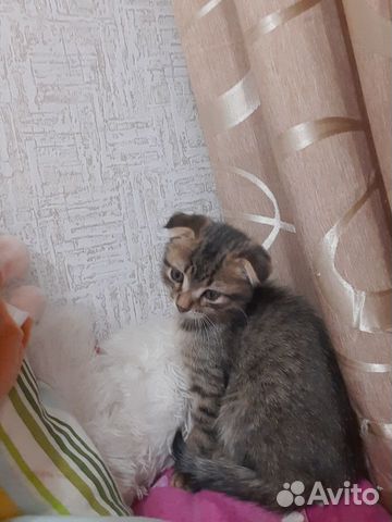 Шотландская