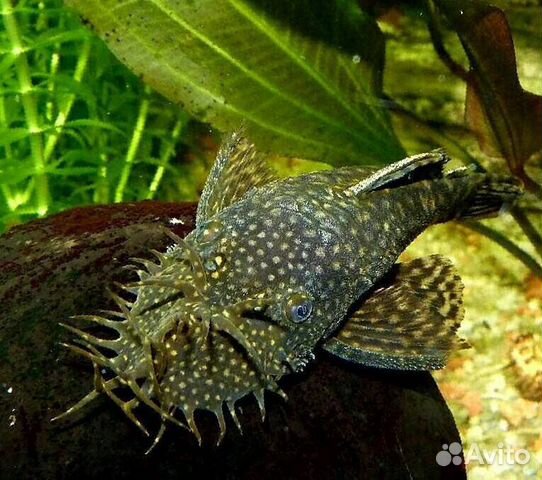 Анциструс темный