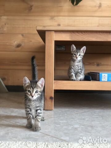 Котята в добрые руки приучены к лотку