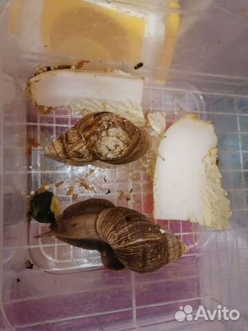 Улитки ахатины бесплатно