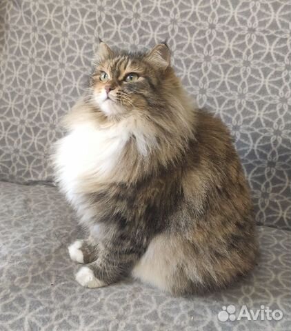 Сибирская кошка Матрешка