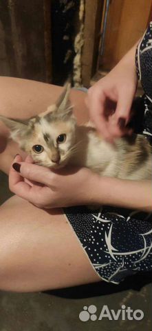 Котята в добрые руки бесплатно