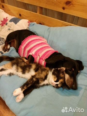 Трехцветные котята