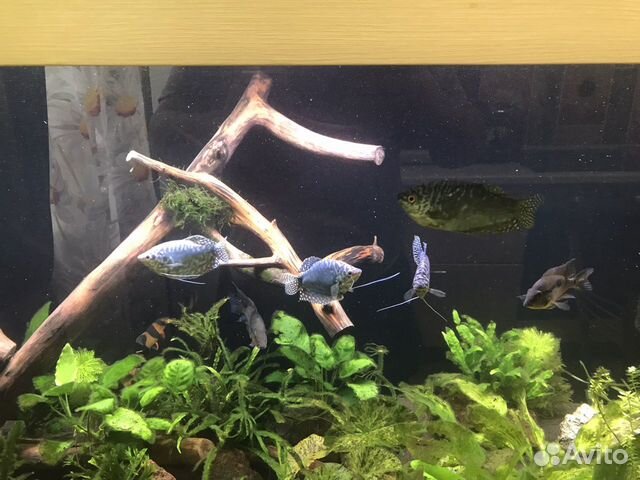 Аквариумные рыбки