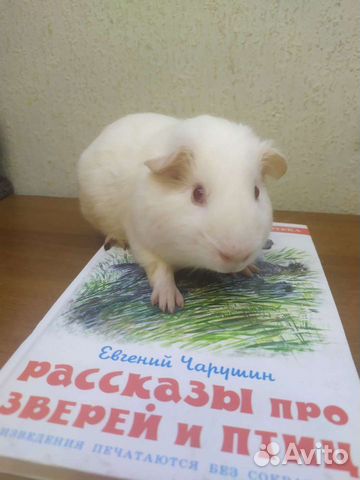 Белая морская свинка самец