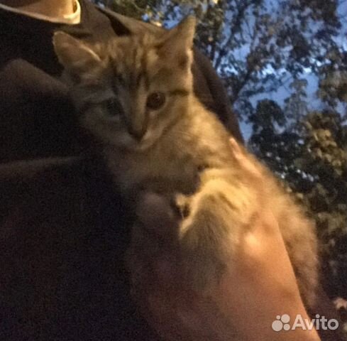 Котёнок самец прививки сделаны, проглистогонен