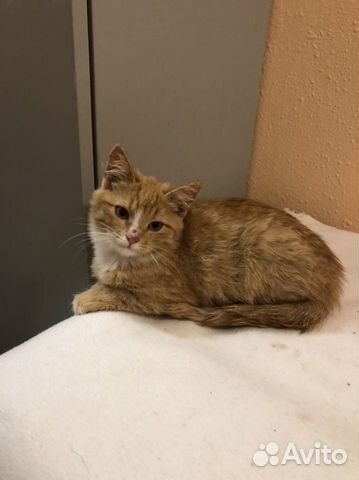 Котенок котик в дар бесплатно добрые руки