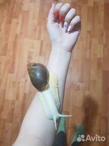 Улитка ахатина альбинос