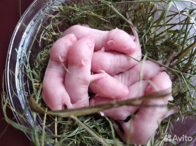 Кормовые мыши