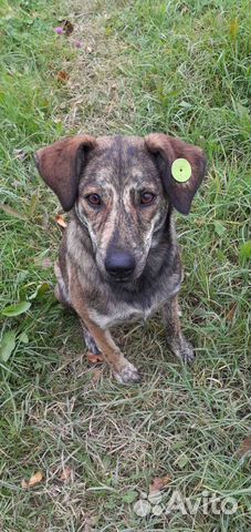 Собака Ева, тигровая красавица