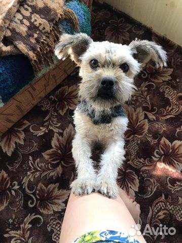 Отдам щенков в добрые руки Мама йорк стандарт