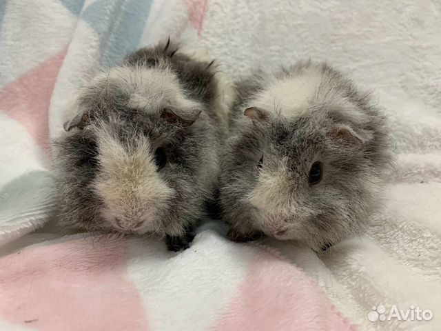 Морские свинки тексель девочки малышки
