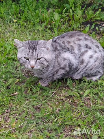 Кот серый бесплатно полосатый в добрые руки/ котен