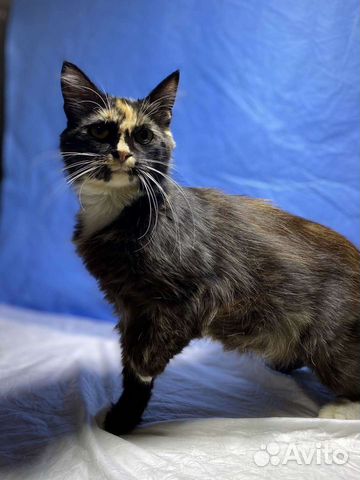 Необыкновенная кошка в дар