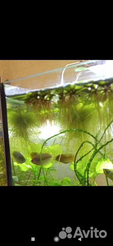 Гурами медовые