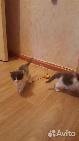 Котятки в добрые руки