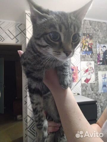 Отдадим котенка в ответственные руки