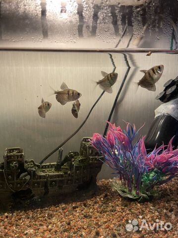 Рыбки для аквариума тернеции