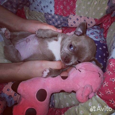 Эксклюзив микро кукольный малыш редкого окраса