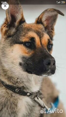 Черные глаза черный нос белоснежная душа