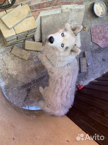 Лайка хаски