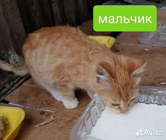 Котенок рыжий мальчик 3 мес