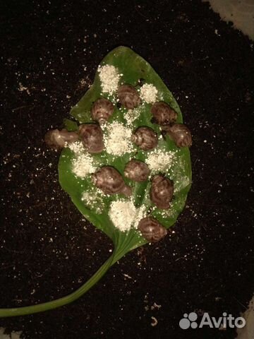 Ахатина иммакулята улитята