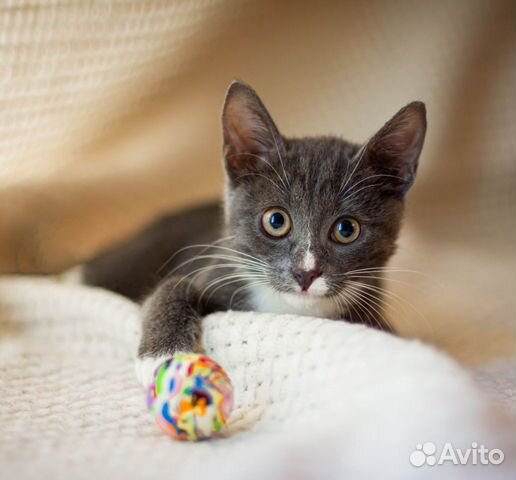 Котенок, кошечка серенькая крошка