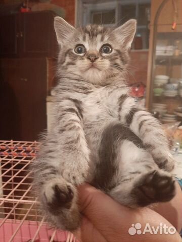 Шотландские котятки,1.5 м