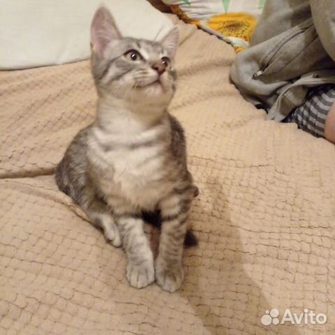 Найден котёнок