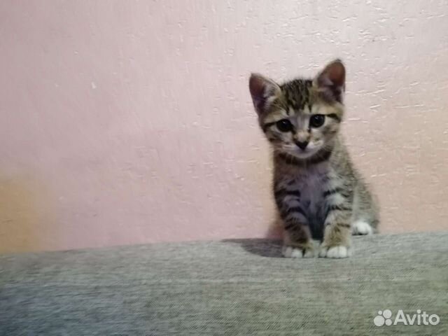 Котята бобтейл, чистокровный