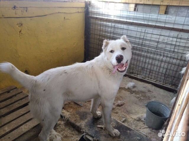 Среднеазиатская овчарка (алабай) в отлове